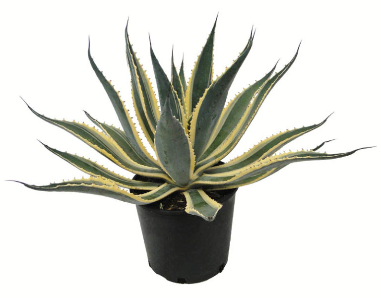 Agave – Sunshine Tropical Foliage – Home of the Dracanea ‘Tarzan’