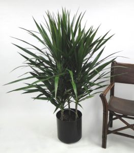 10″ Tarzan Bush – Sunshine Tropical Foliage – Home of the Dracaena ‘Tarzan’