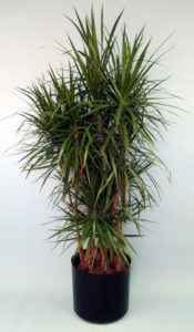 Marginata Branched Character – Sunshine Tropical Foliage – Home of the ...
