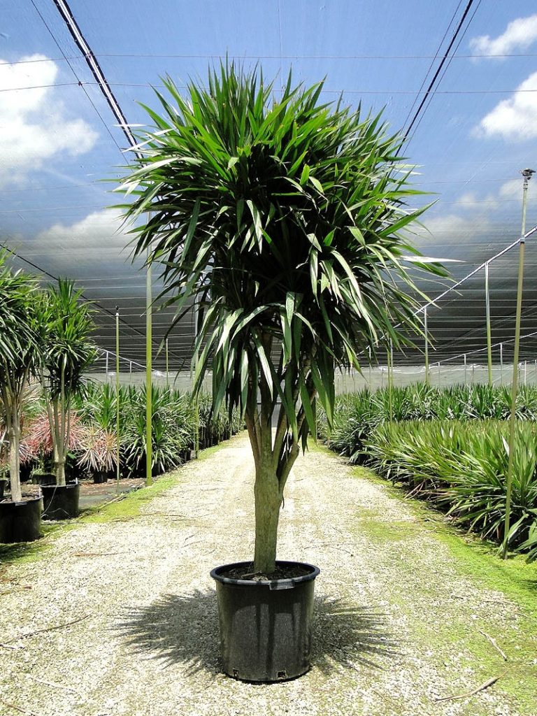 Dracaena – Sunshine Tropical Foliage – Home of the Dracanea ‘Tarzan’