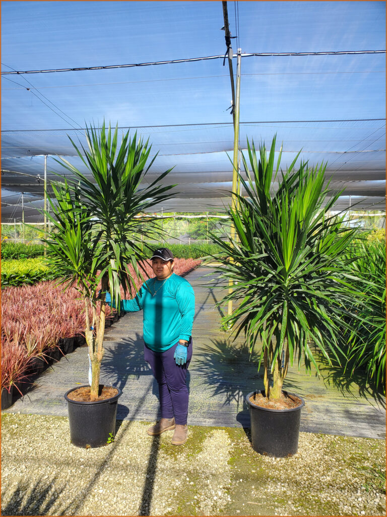 17″ Tarzan Tree – Sunshine Tropical Foliage – Home of the Dracaena ‘Tarzan’