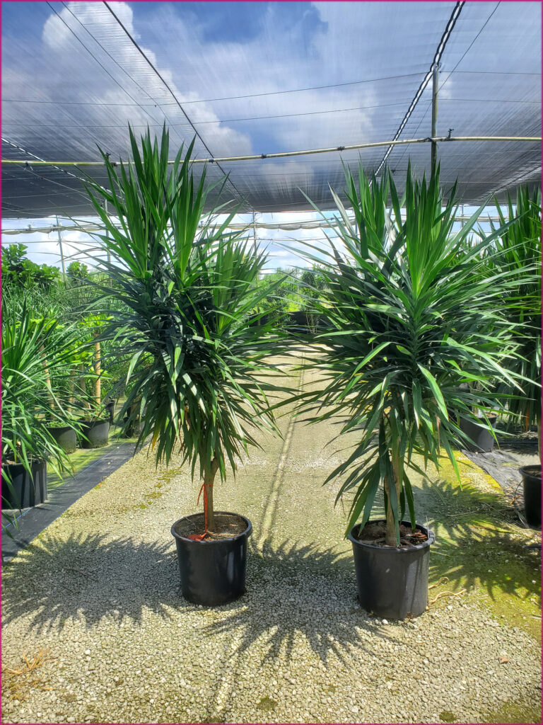 17″ Tarzan Tree – Sunshine Tropical Foliage – Home of the Dracaena ‘Tarzan’