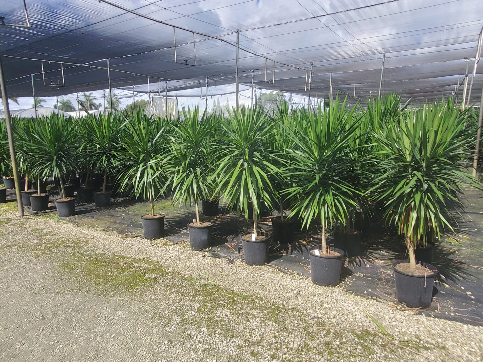 14″ Tarzan Tree – Sunshine Tropical Foliage – Home of the Dracaena ‘Tarzan’