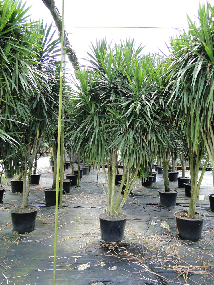 21″ Tarzan Tree – Sunshine Tropical Foliage – Home of the Dracanea ‘Tarzan’