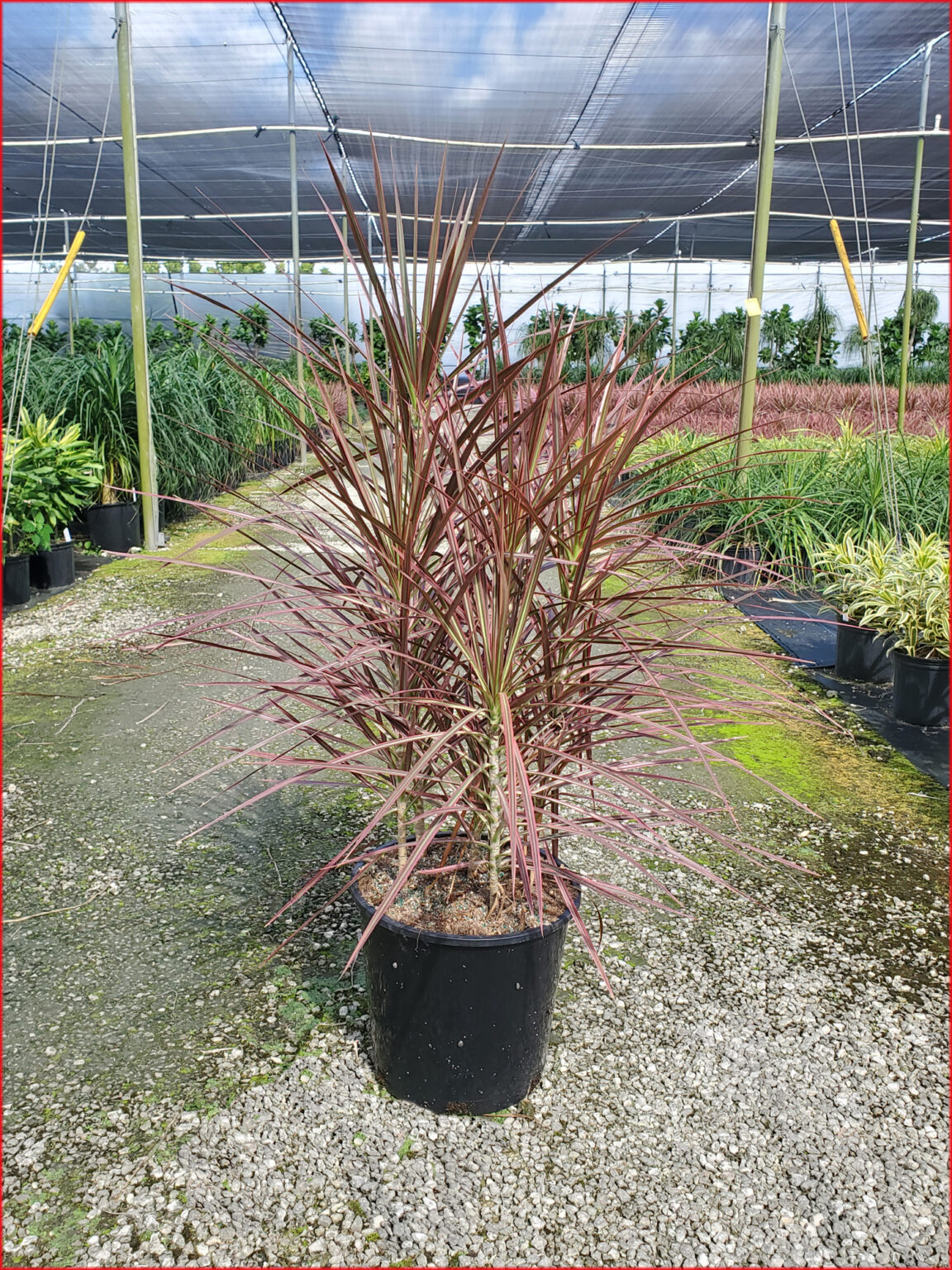 Dracaena ‘Colorama’ – Sunshine Tropical Foliage – Home of the Dracaena ...