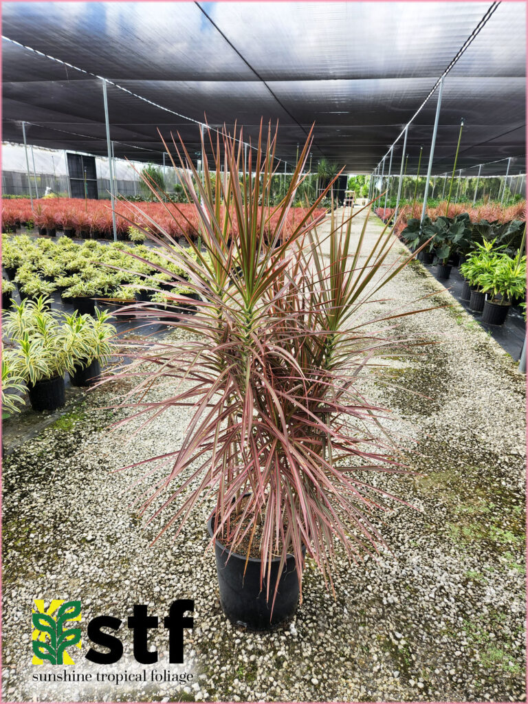 Dracaena ‘Colorama’ – Sunshine Tropical Foliage – Home of the Dracaena ...