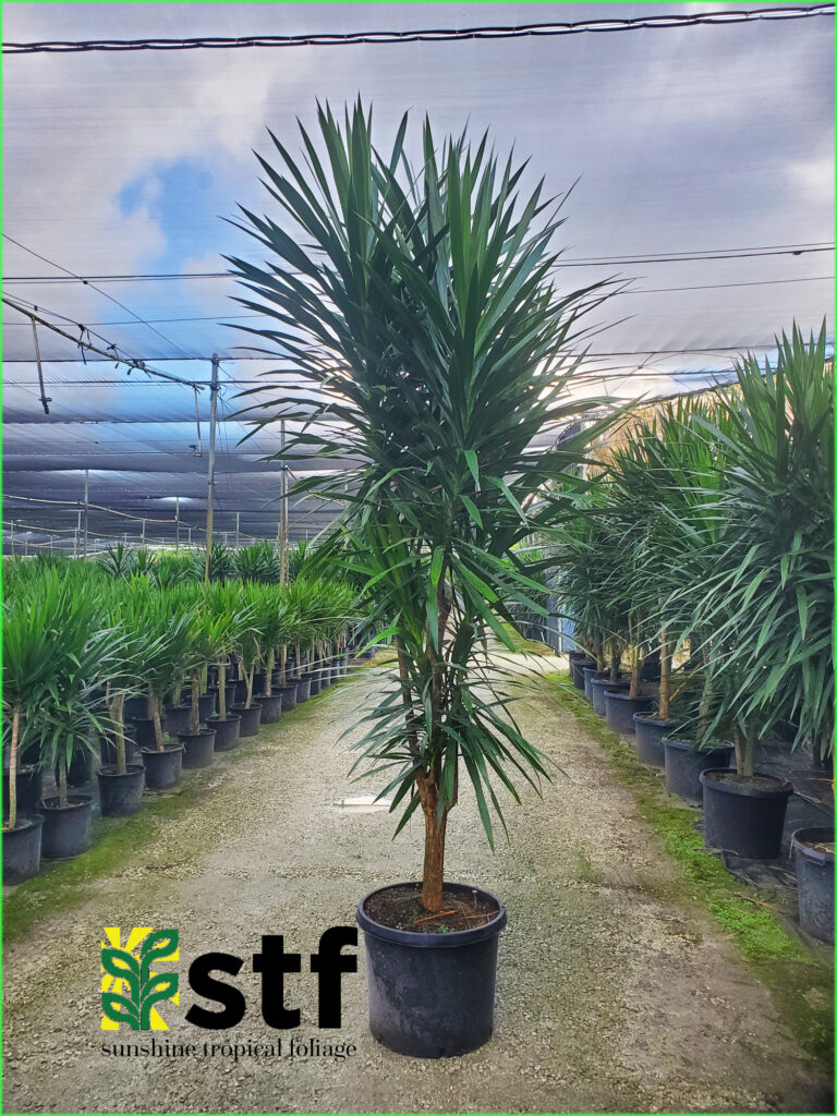 21″ Tarzan Tree – Sunshine Tropical Foliage – Home of the Dracaena ‘Tarzan’