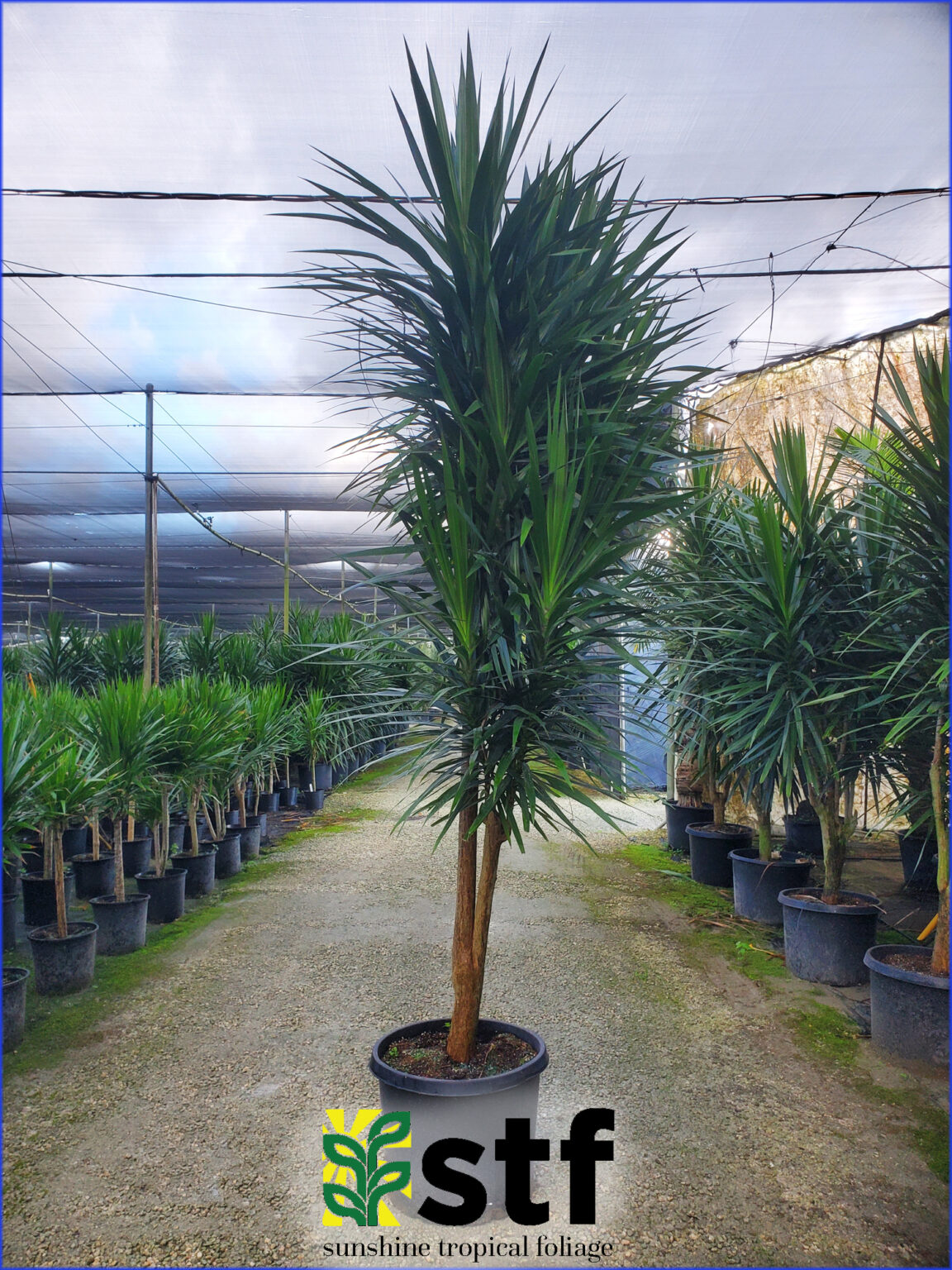 21″ Tarzan Tree – Sunshine Tropical Foliage – Home of the Dracaena ‘Tarzan’