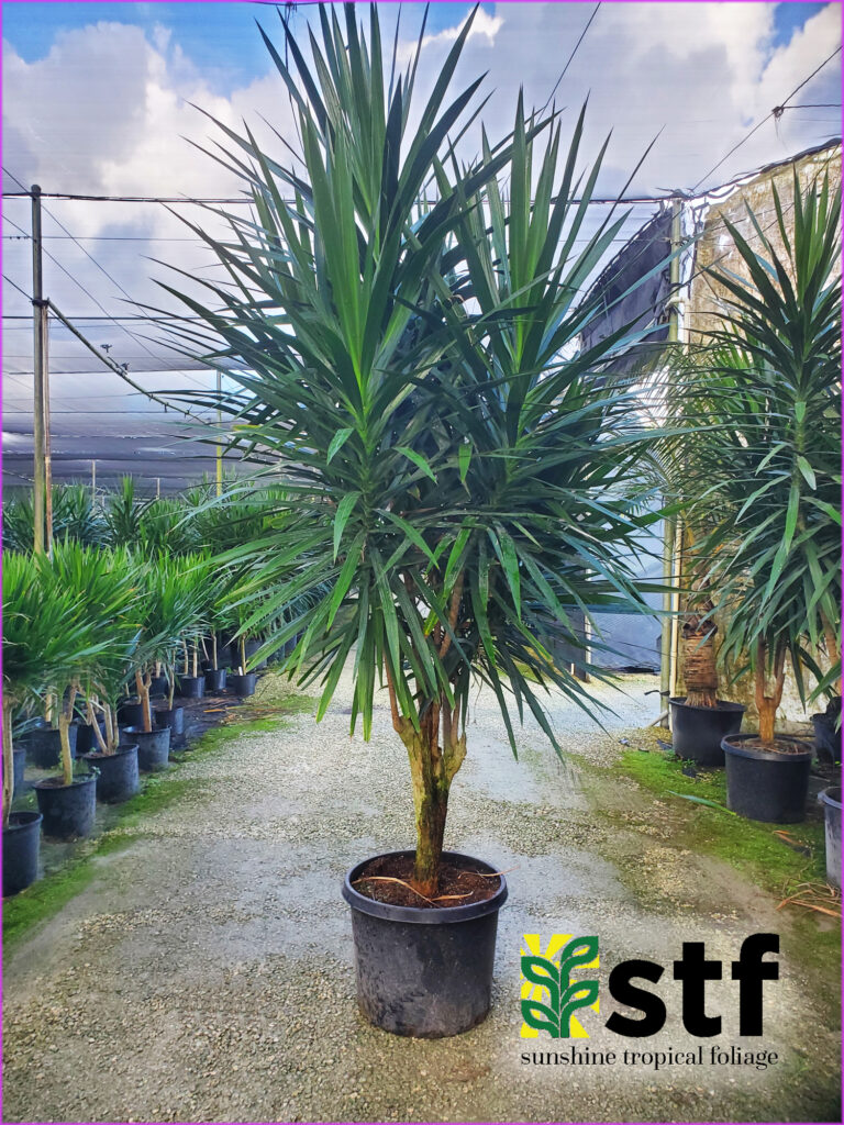 Tarzan – Sunshine Tropical Foliage – Home of the Dracaena ‘Tarzan’