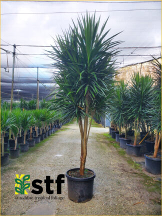 21″ Tarzan Tree – Sunshine Tropical Foliage – Home of the Dracaena ‘Tarzan’