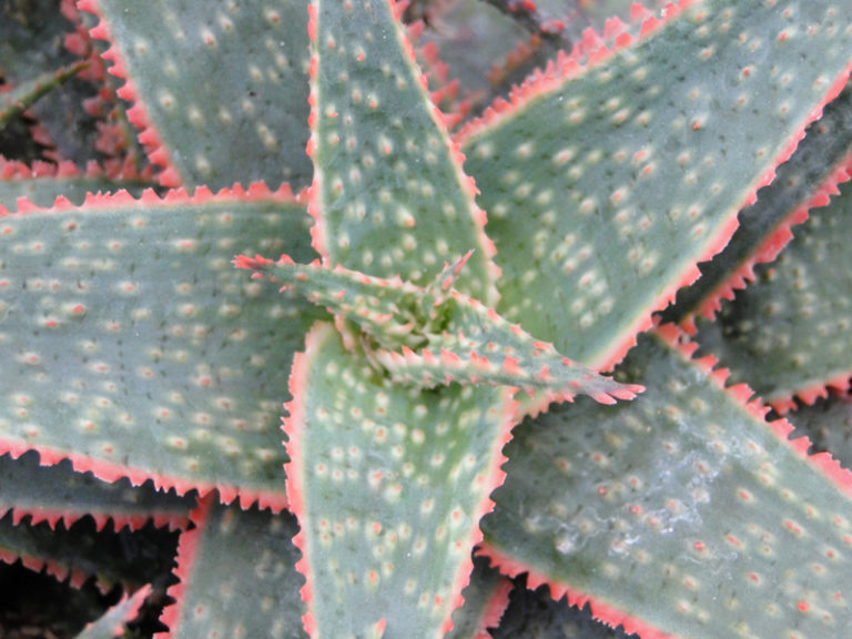 Aloe ‘Christmas Carol’ – Sunshine Tropical Foliage – Home of the ...