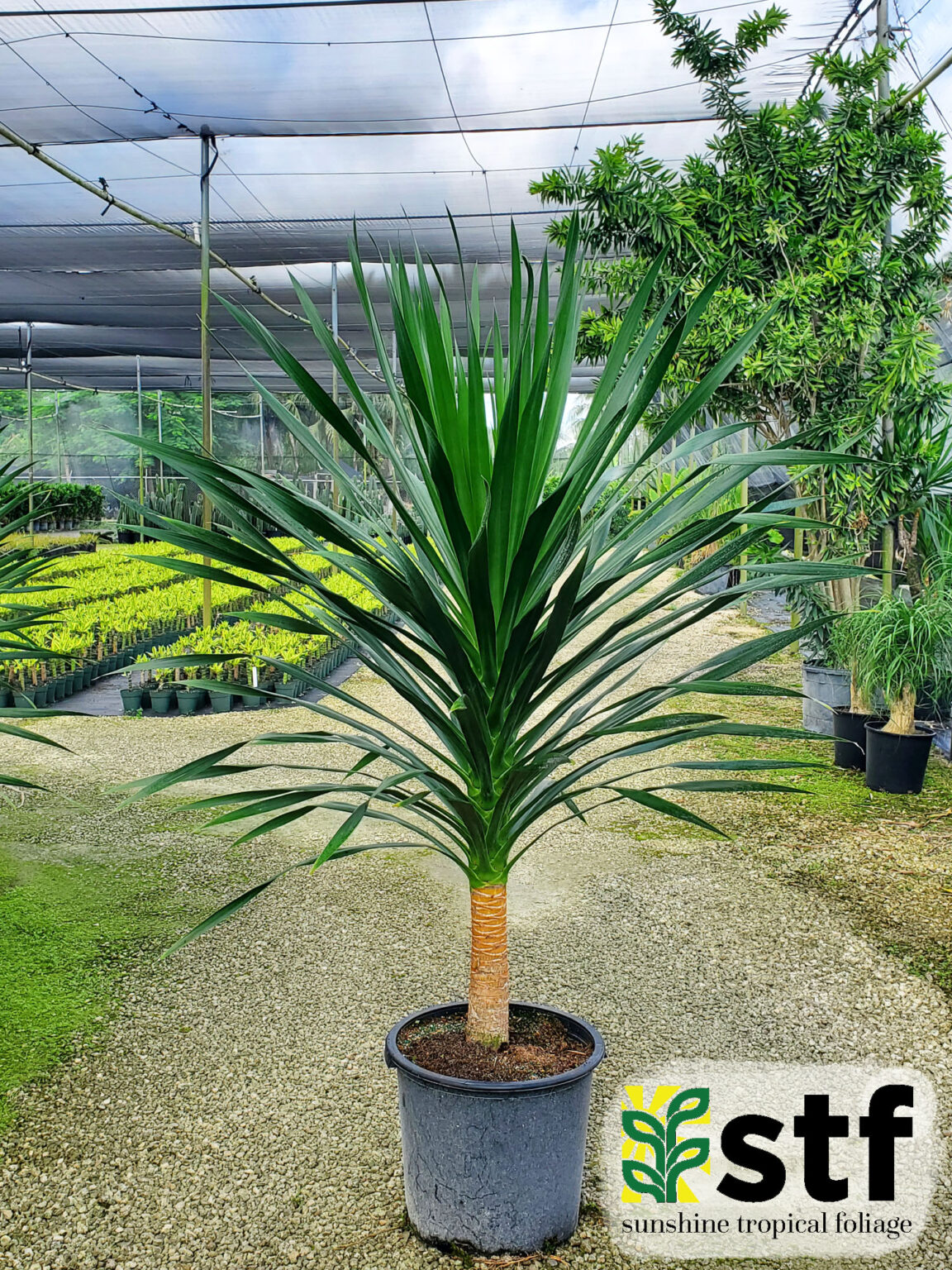 Pandanus baptistii variegata – Sunshine Tropical Foliage – Home of the ...