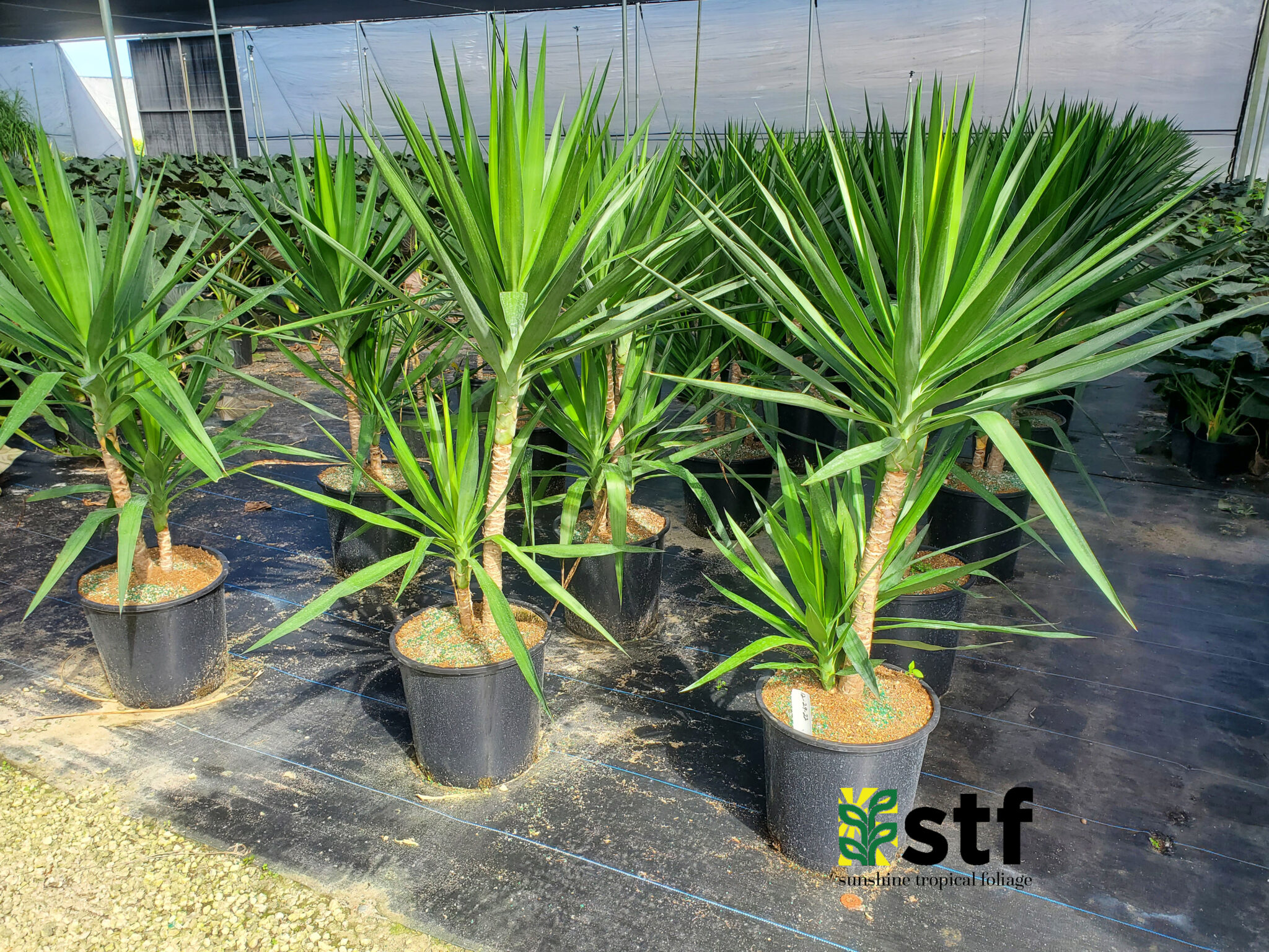 Yucca elephantipes – Sunshine Tropical Foliage – Home of the Dracaena ...