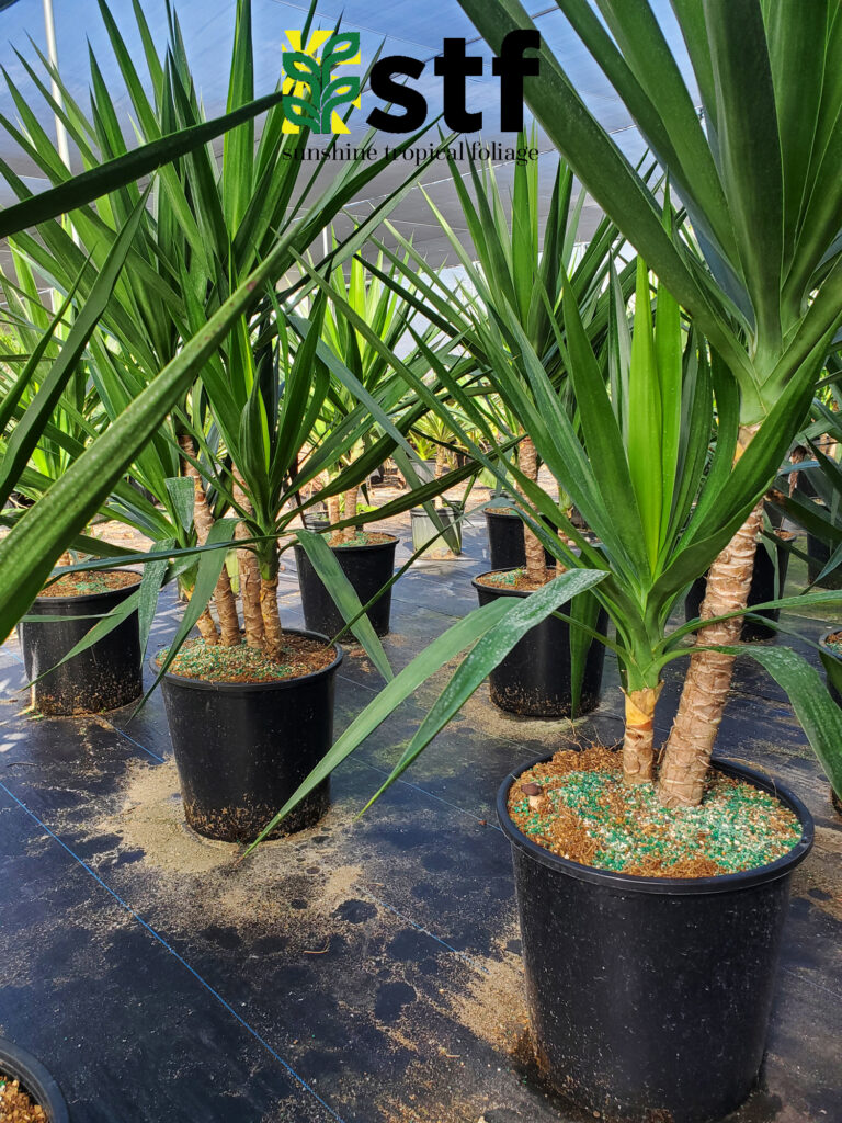 Yucca elephantipes – Sunshine Tropical Foliage – Home of the Dracaena ...
