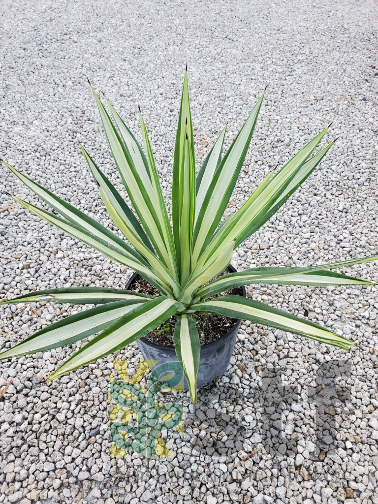 Agave – Sunshine Tropical Foliage – Home of the Dracaena 'Tarzan'