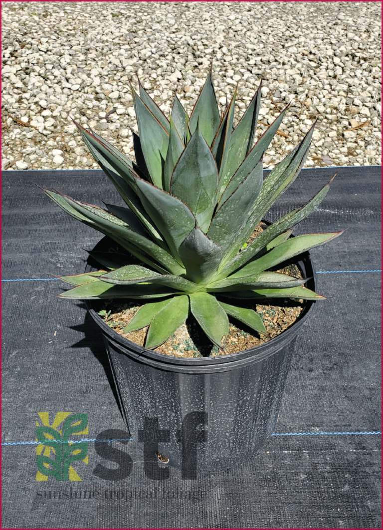 Agave – Sunshine Tropical Foliage – Home of the Dracaena ‘Tarzan’