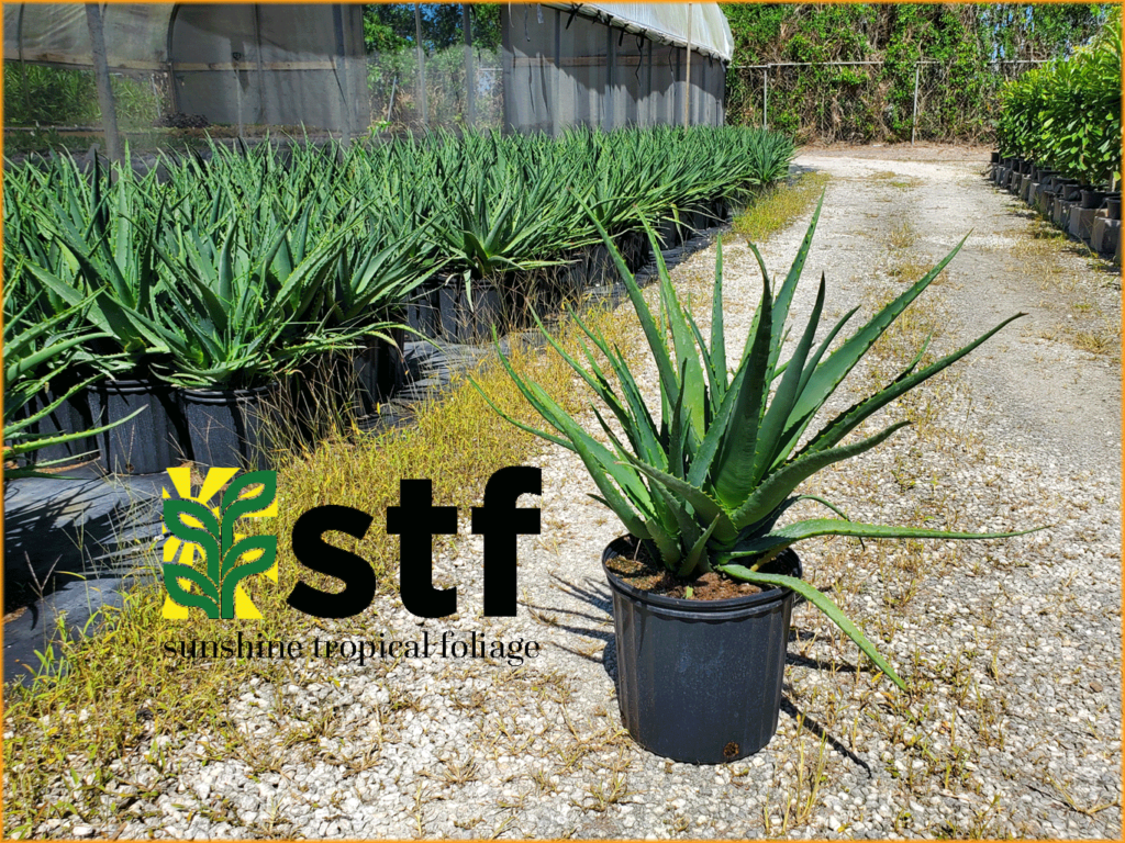 Aloe ‘Safari Orange’ – Sunshine Tropical Foliage – Home of the Dracaena ...