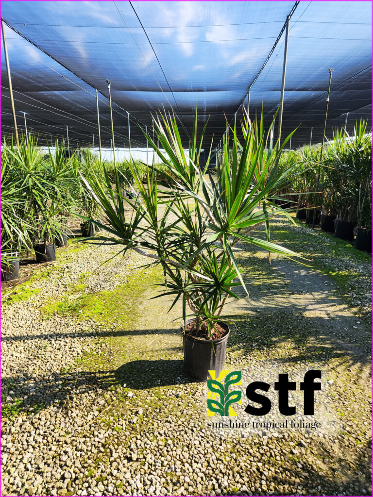 Marginata Exotic – Sunshine Tropical Foliage – Home of the Dracaena ...