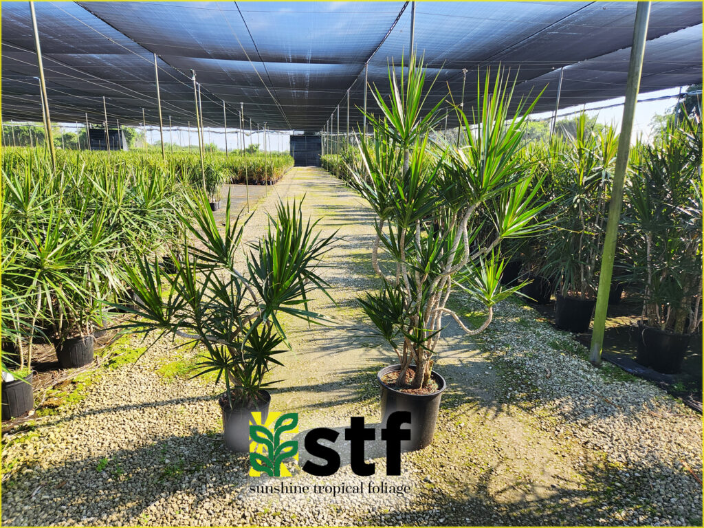 Marginata Exotic – Sunshine Tropical Foliage – Home of the Dracaena ...
