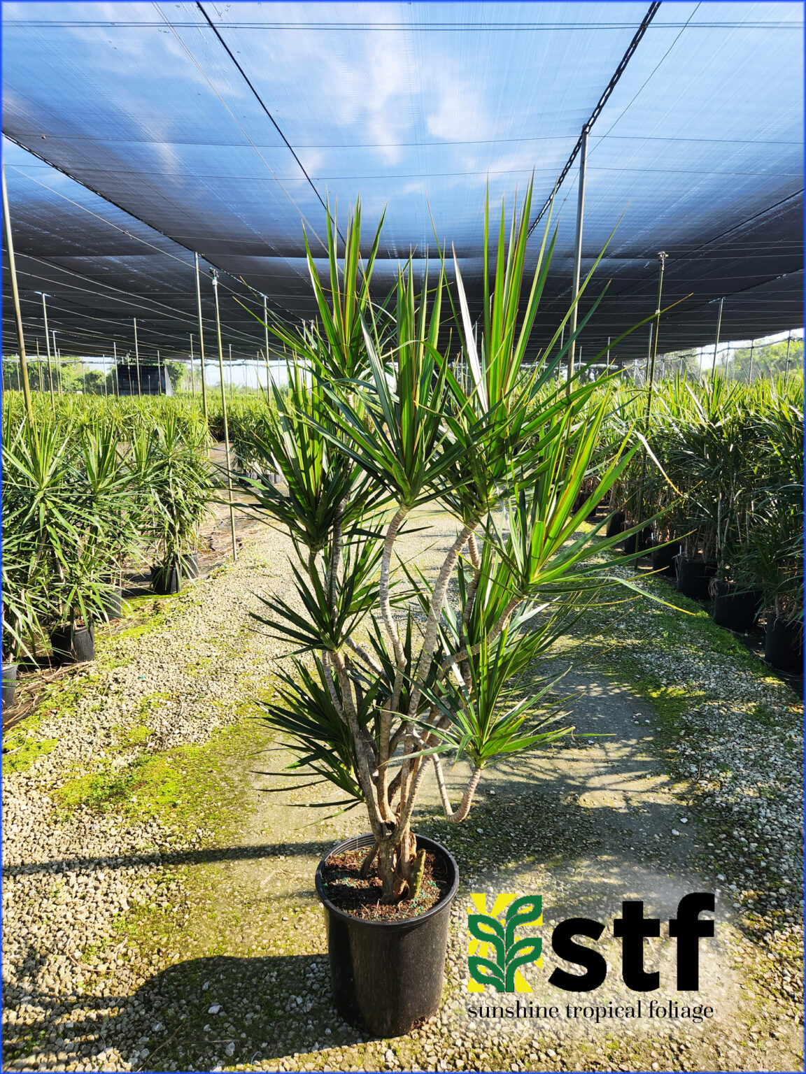 Marginata Exotic – Sunshine Tropical Foliage – Home of the Dracaena ...