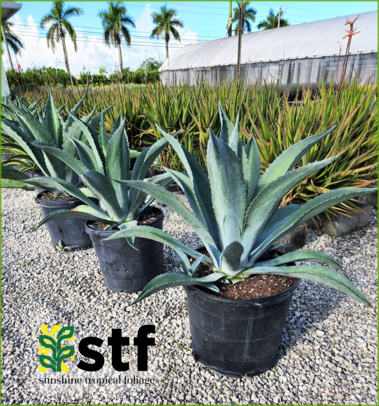 Agave mexicana – Sunshine Tropical Foliage – Home of the Dracaena ‘Tarzan’