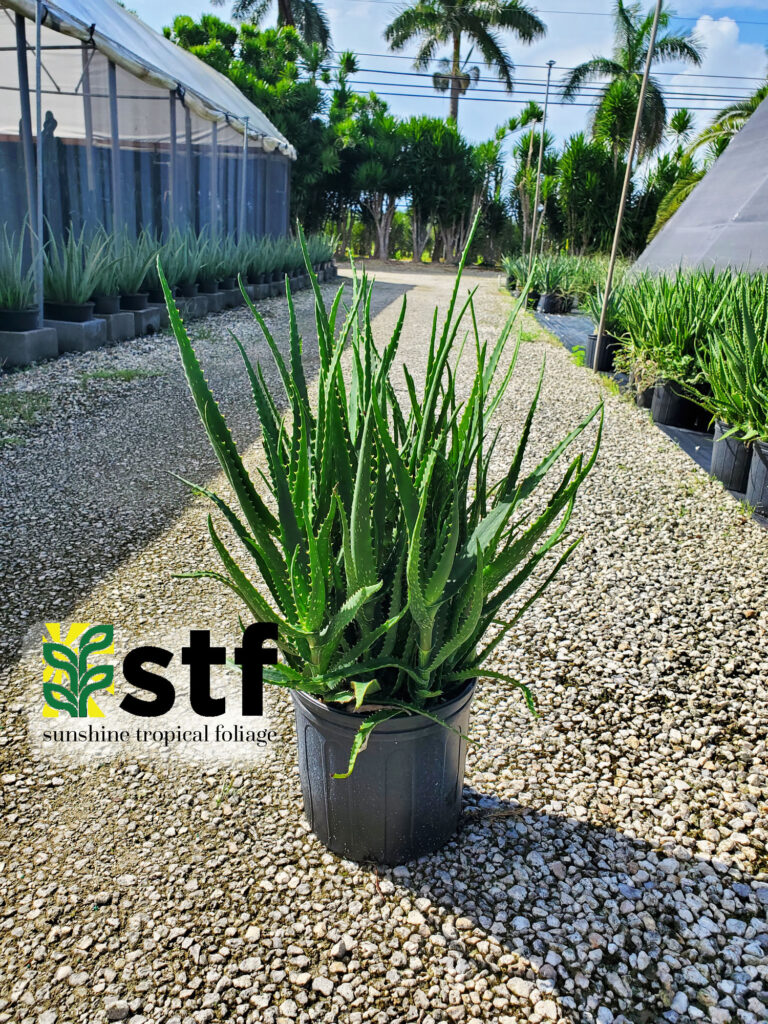 Aloe dawei – Sunshine Tropical Foliage – Home of the Dracaena ‘Tarzan’