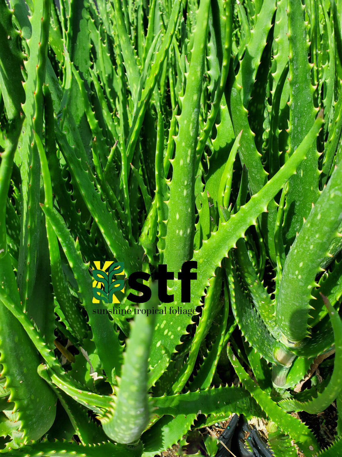Aloe dawei – Sunshine Tropical Foliage – Home of the Dracaena ‘Tarzan’