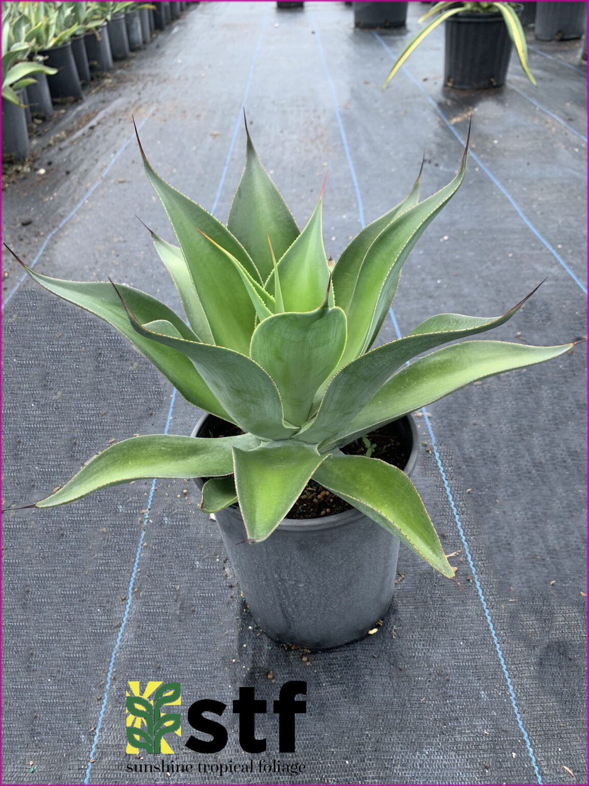 Agave – Sunshine Tropical Foliage – Home of the Dracaena ‘Tarzan’