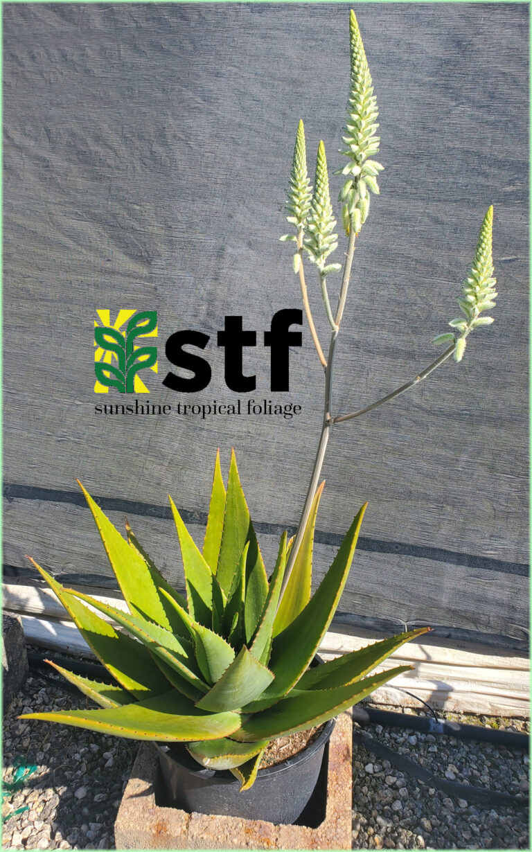 Aloe – Sunshine Tropical Foliage – Home of the Dracanea ‘Tarzan’