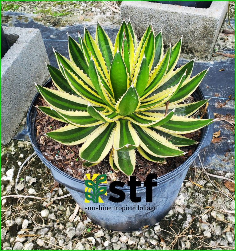 Agave – Sunshine Tropical Foliage – Home of the Dracaena 'Tarzan'