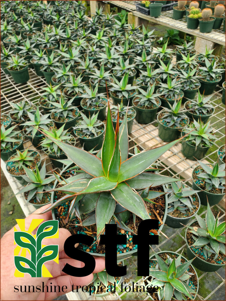 Agave – Sunshine Tropical Foliage – Home of the Dracanea ‘Tarzan’