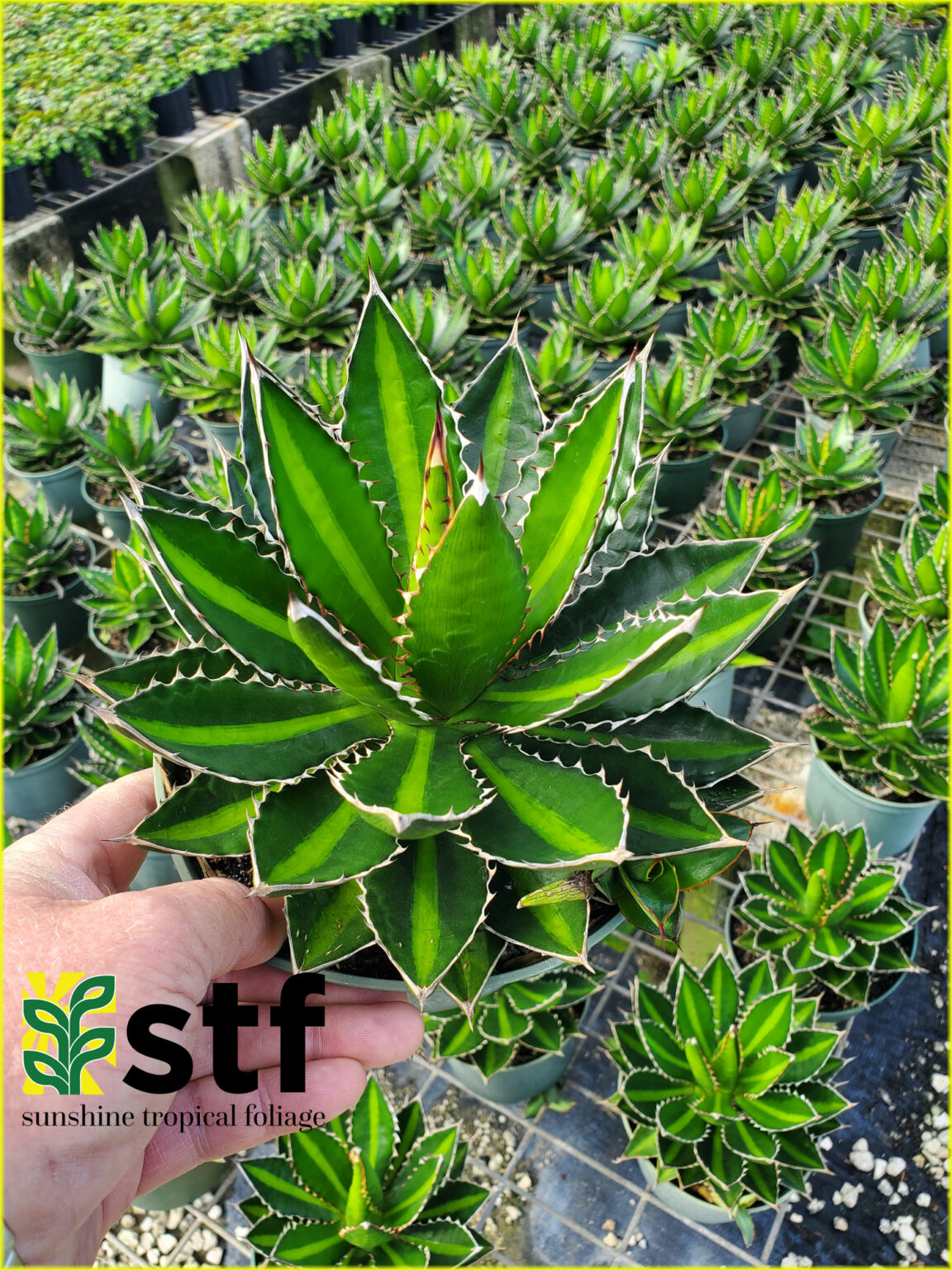 Agave – Sunshine Tropical Foliage – Home of the Dracaena 'Tarzan'