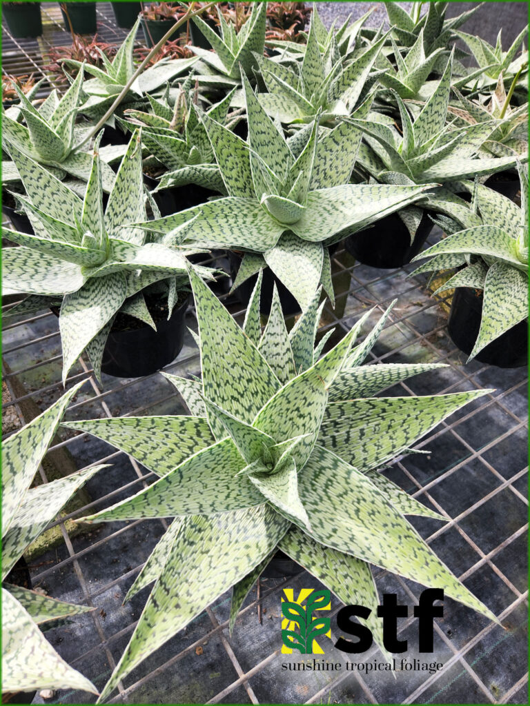 Aloe – Sunshine Tropical Foliage – Home of the Dracaena ‘Tarzan’