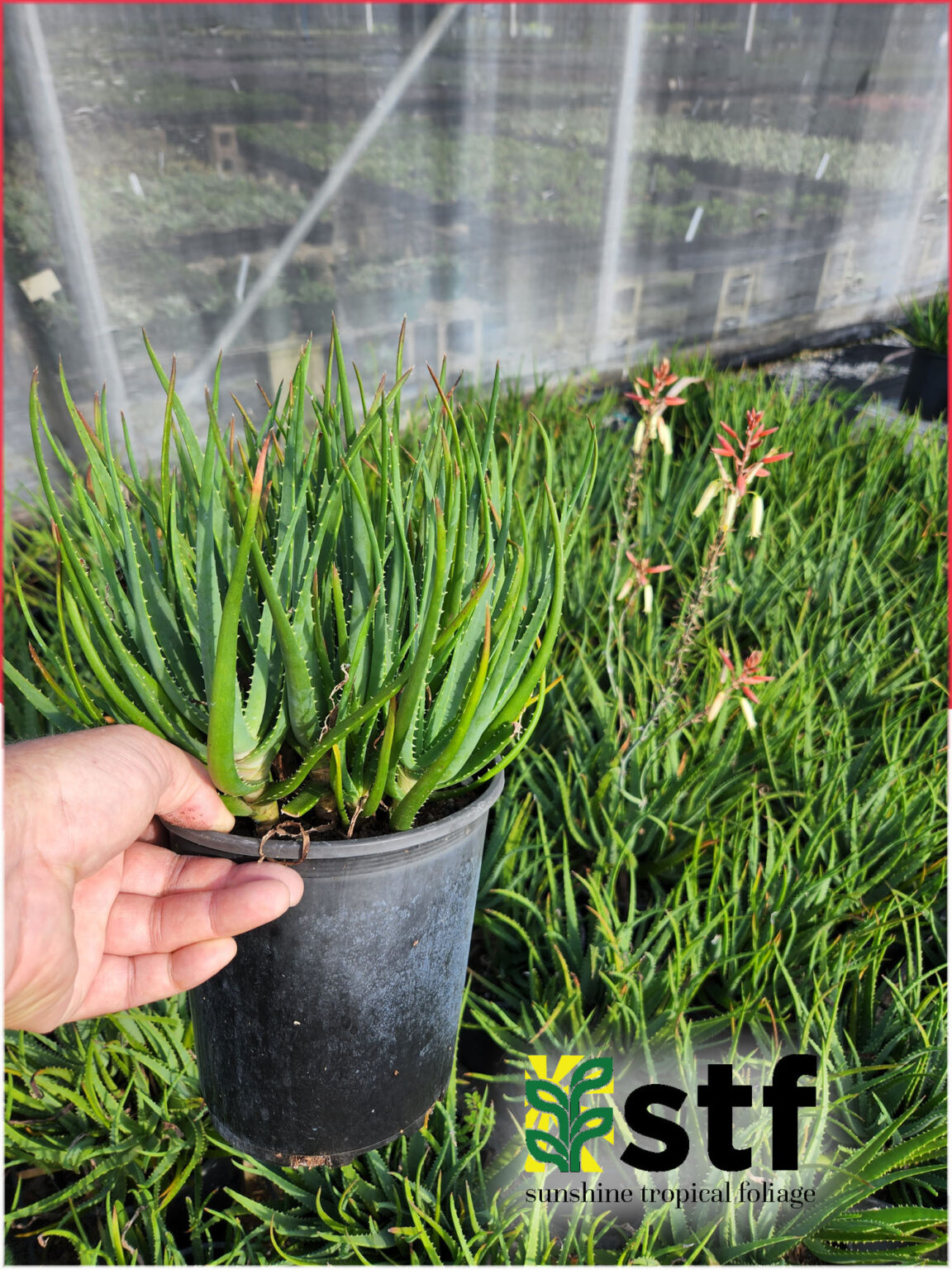 Pandanus baptistii variegata – Sunshine Tropical Foliage – Home of the ...