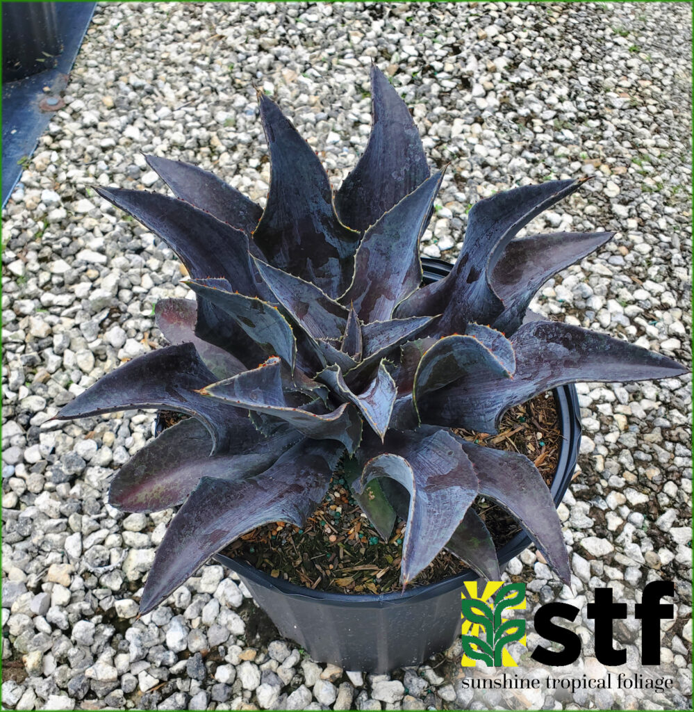 Mangave ‘Night Owl’ – Sunshine Tropical Foliage – Home of the Dracaena ...