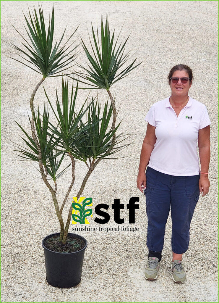 Marginata Freestyle – Sunshine Tropical Foliage – Home of the Dracaena ...