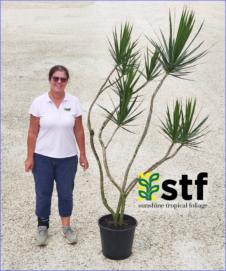 Marginata Freestyle – Sunshine Tropical Foliage – Home of the Dracaena ...