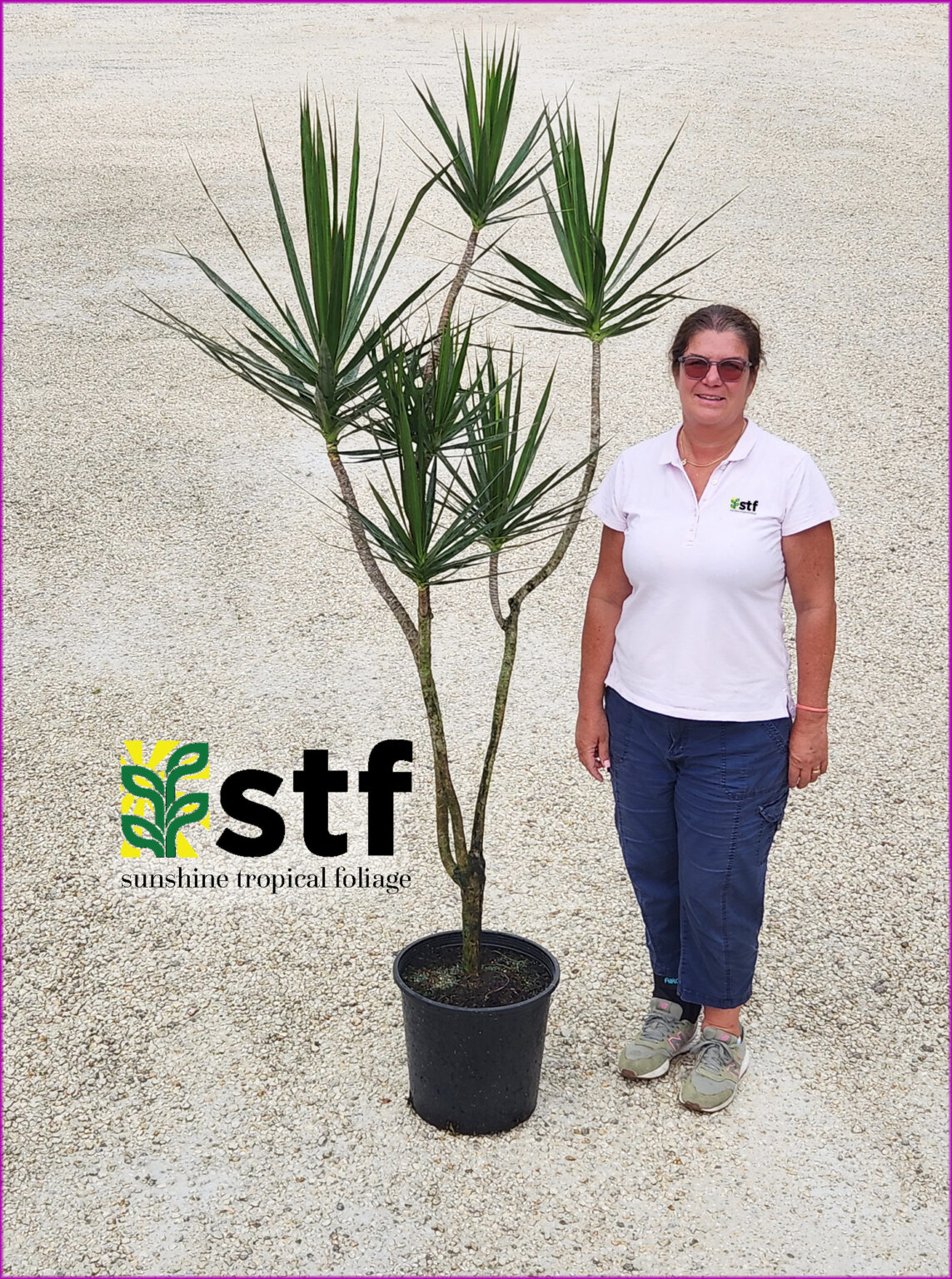 Marginata Freestyle – Sunshine Tropical Foliage – Home of the Dracaena ...