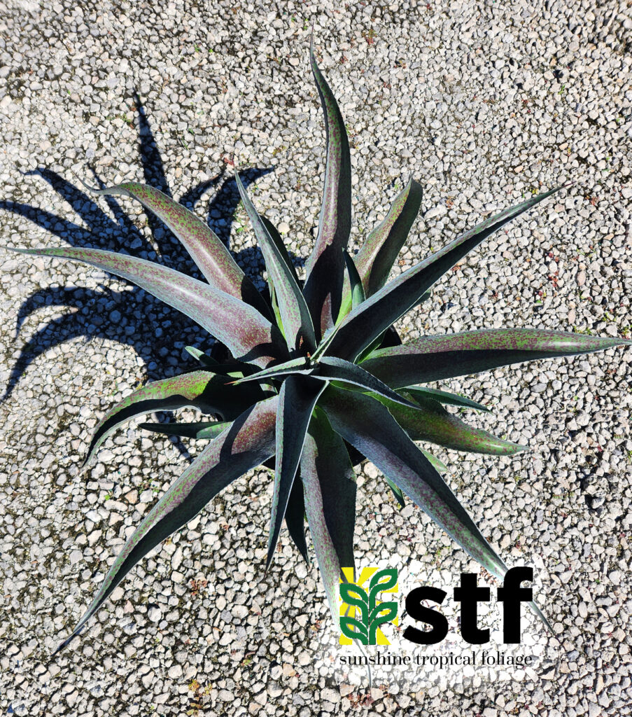 Mangave ‘Aztec King’ – Sunshine Tropical Foliage – Home of the Dracaena ...